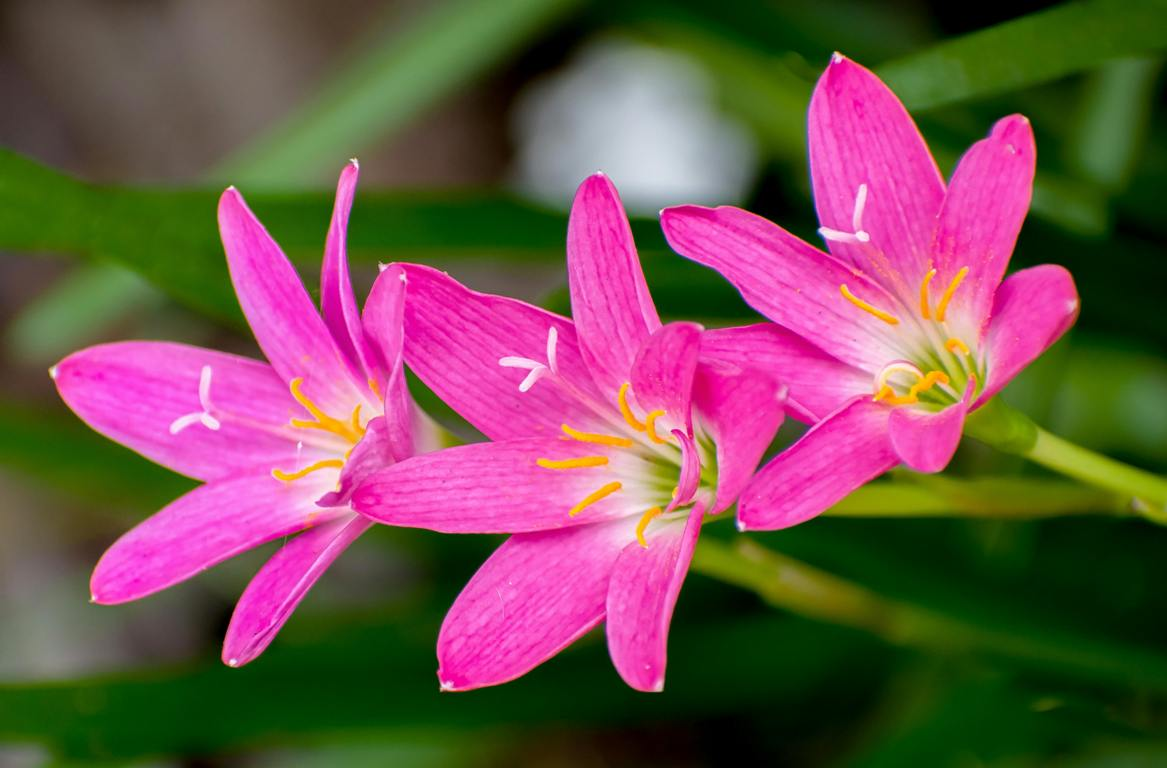 Rose Lily Bulbs - homes fusion